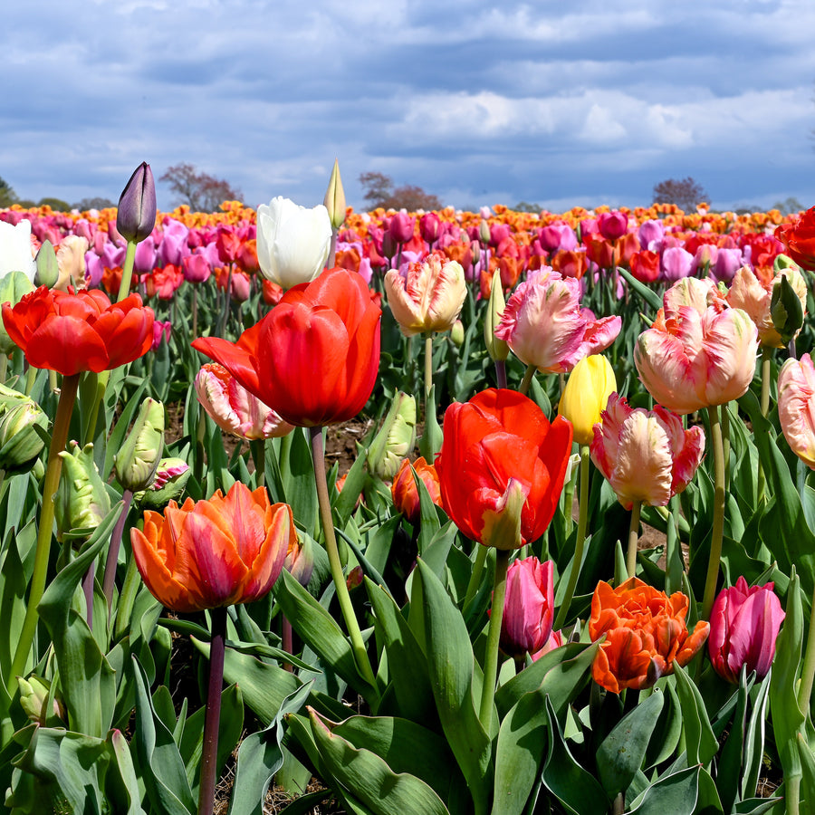 Wicked Tulips Bulb Catalog – Wicked Tulips Flower Farm