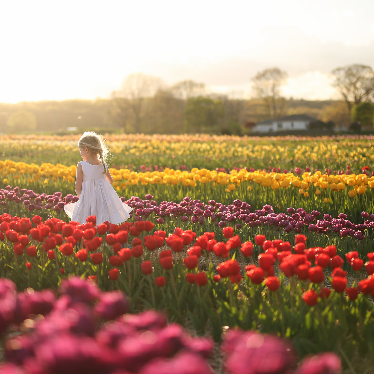 Wicked Tulips U-Pick Tickets – Wicked Tulips Flower Farm