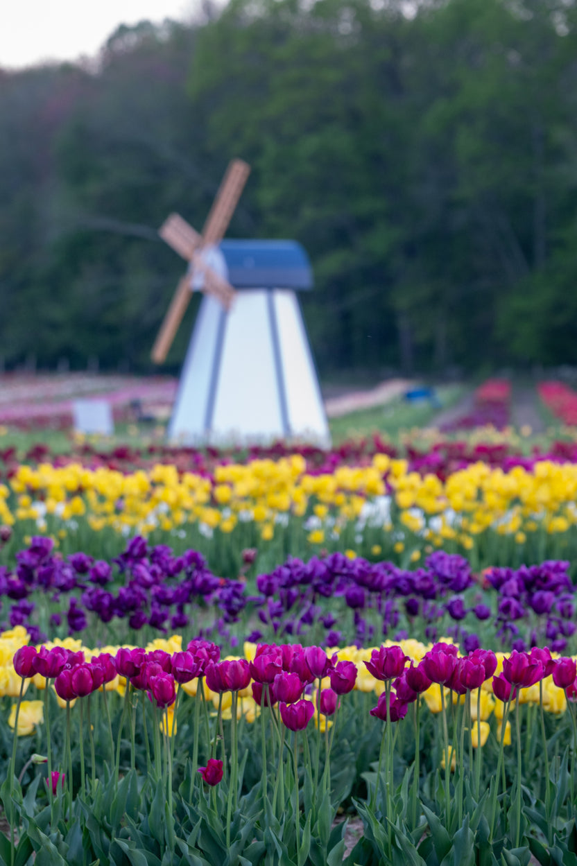 Wicked Tulips Flower Farm
